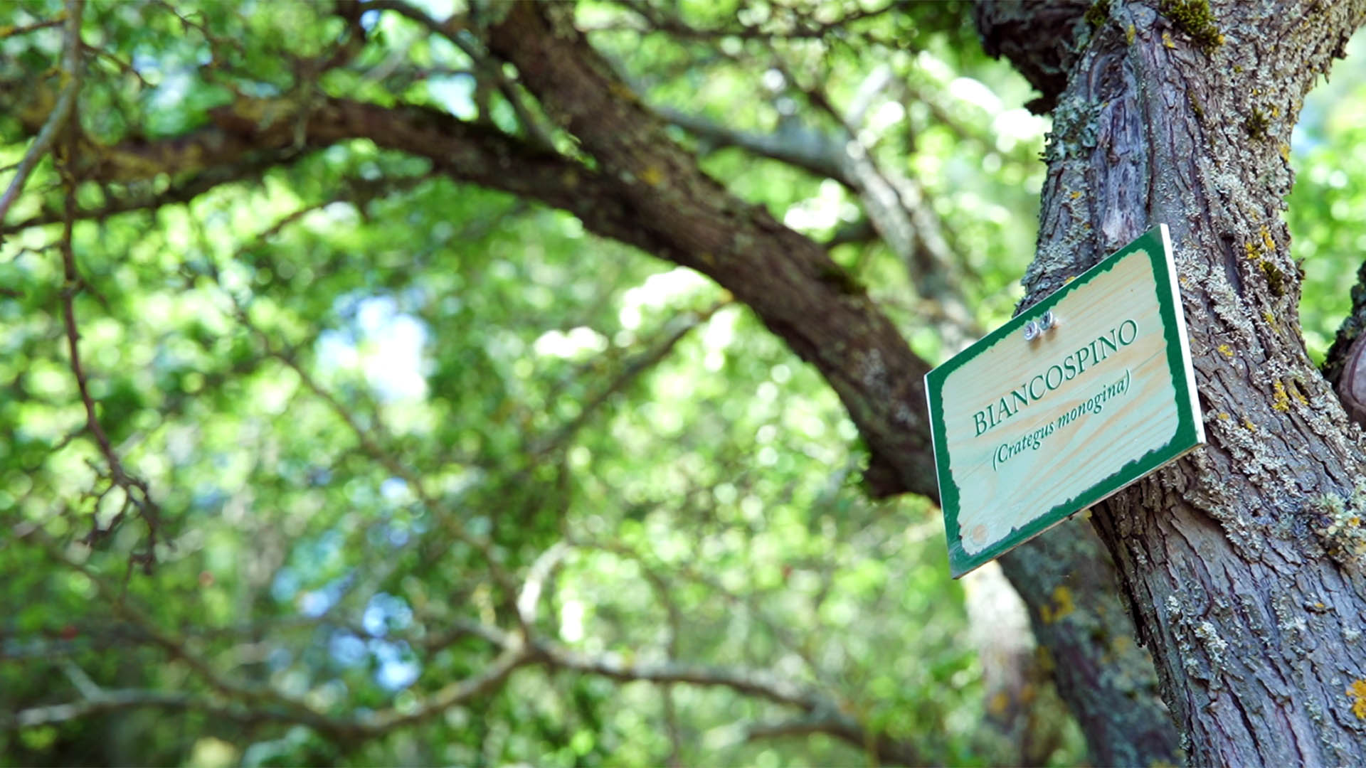 Un avviso per promuovere l’associazionismo forestale in Puglia - Puglia ...